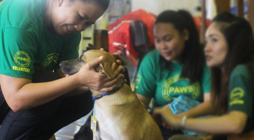 About Us - Philippine Animal Welfare Society