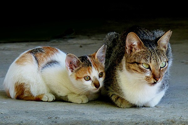 Trap, Neuter, Return (TNR) - Philippine Animal Welfare Society