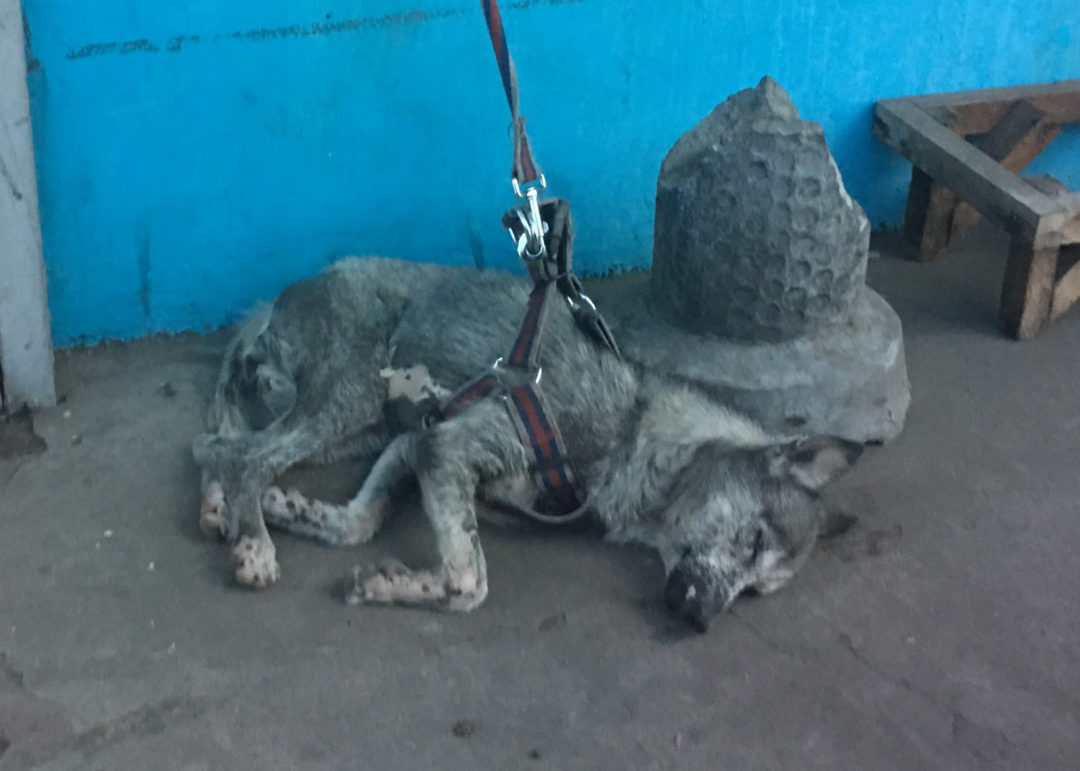 The Philippine Animal Welfare Society | PAWS | Animal Welfare NGO