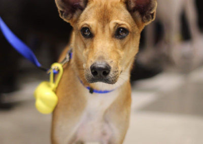 Adoptable Dogs | Philippine Animal Welfare Society