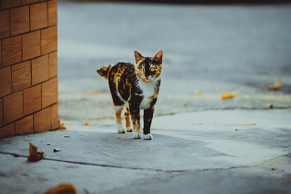 Lost & Found Pets - Philippine Animal Welfare Society