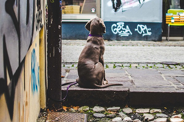 Lost & Found Pets - Philippine Animal Welfare Society