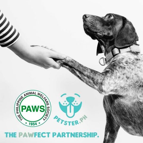 The Philippine Animal Welfare Society | PAWS | Animal Welfare NGO