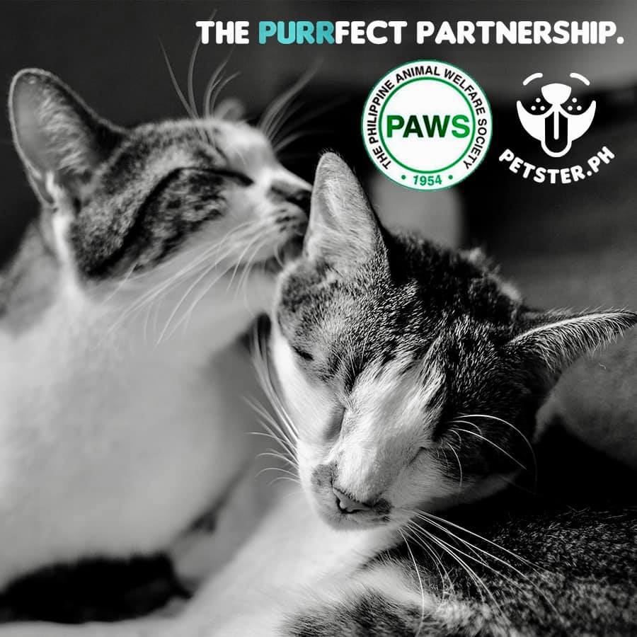 The Philippine Animal Welfare Society | PAWS | Animal Welfare NGO