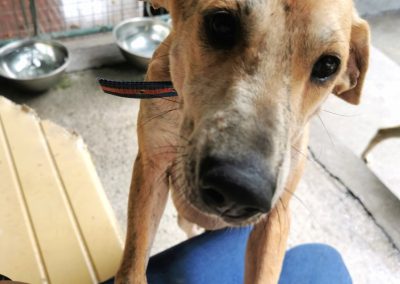 Adoptable Dogs | Philippine Animal Welfare Society