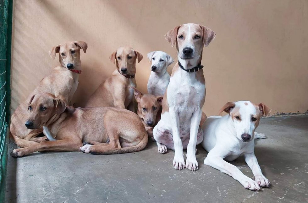 The Philippine Animal Welfare Society | PAWS | Animal Welfare NGO