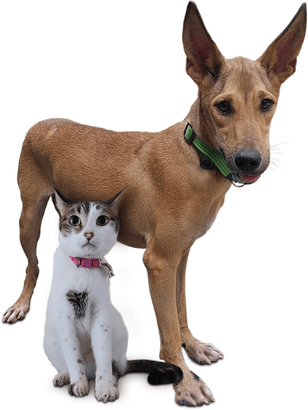 City Pound • The Philippine Animal Welfare Society