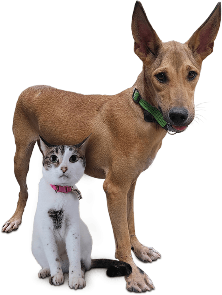 Lost & Found Pets • The Philippine Animal Welfare Society