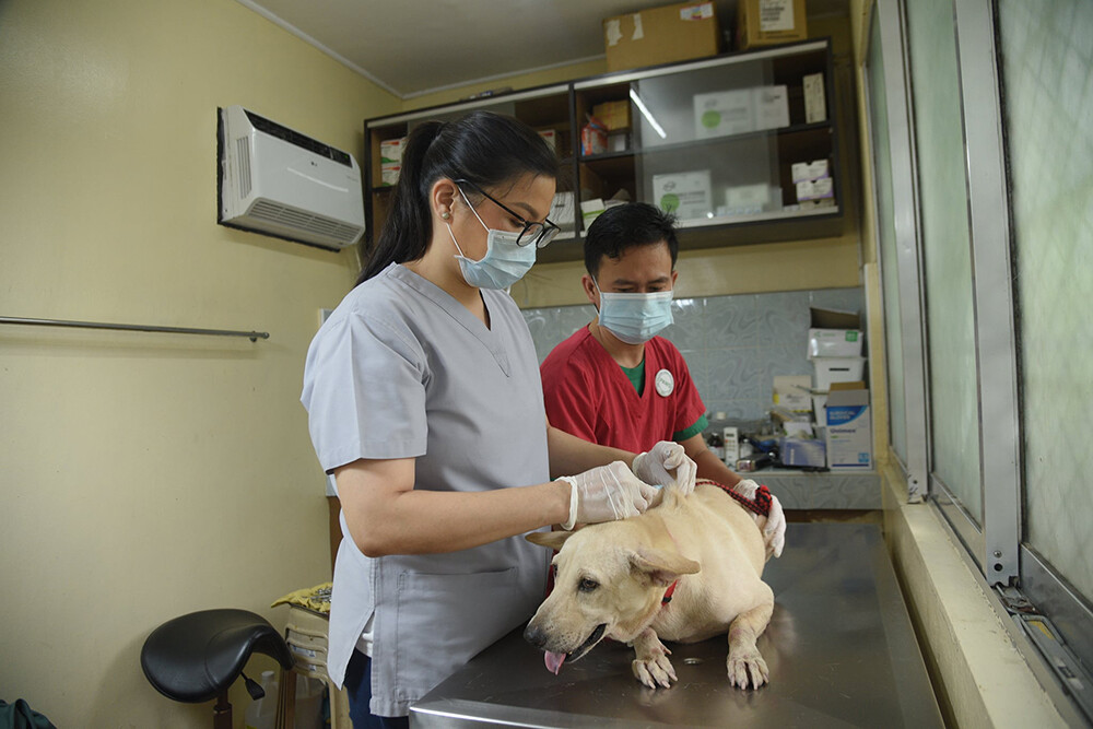 About PAWS The Philippine Animal Welfare Society About PAWS The Philippine Animal Welfare Society