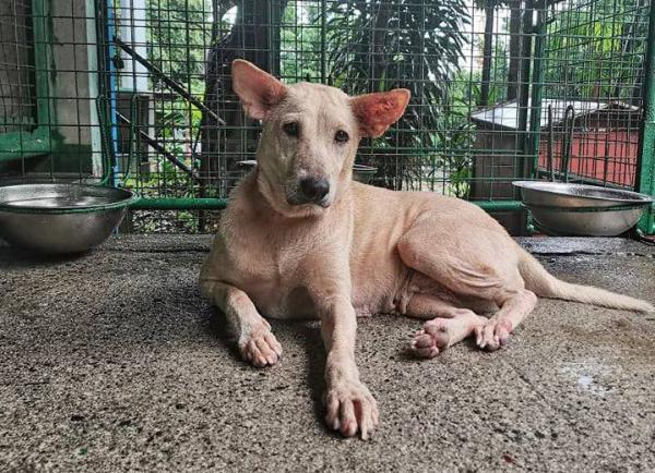 The Philippine Animal Welfare Society • PAWS