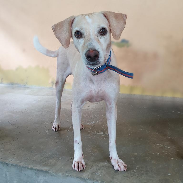 Haley • The Philippine Animal Welfare Society
