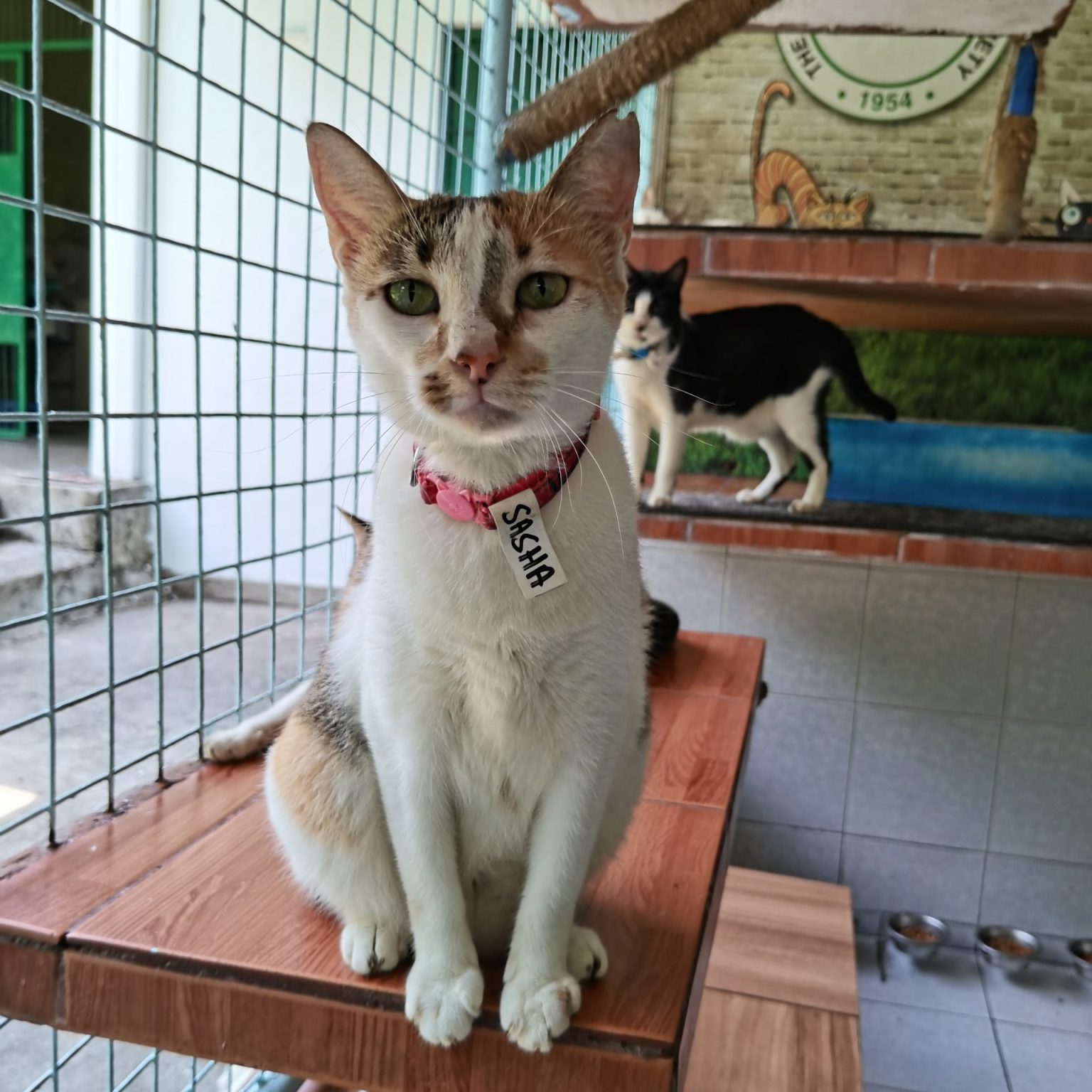 Adopt a Shelter Cat or Shelter Dog from PAWS PARC Manila