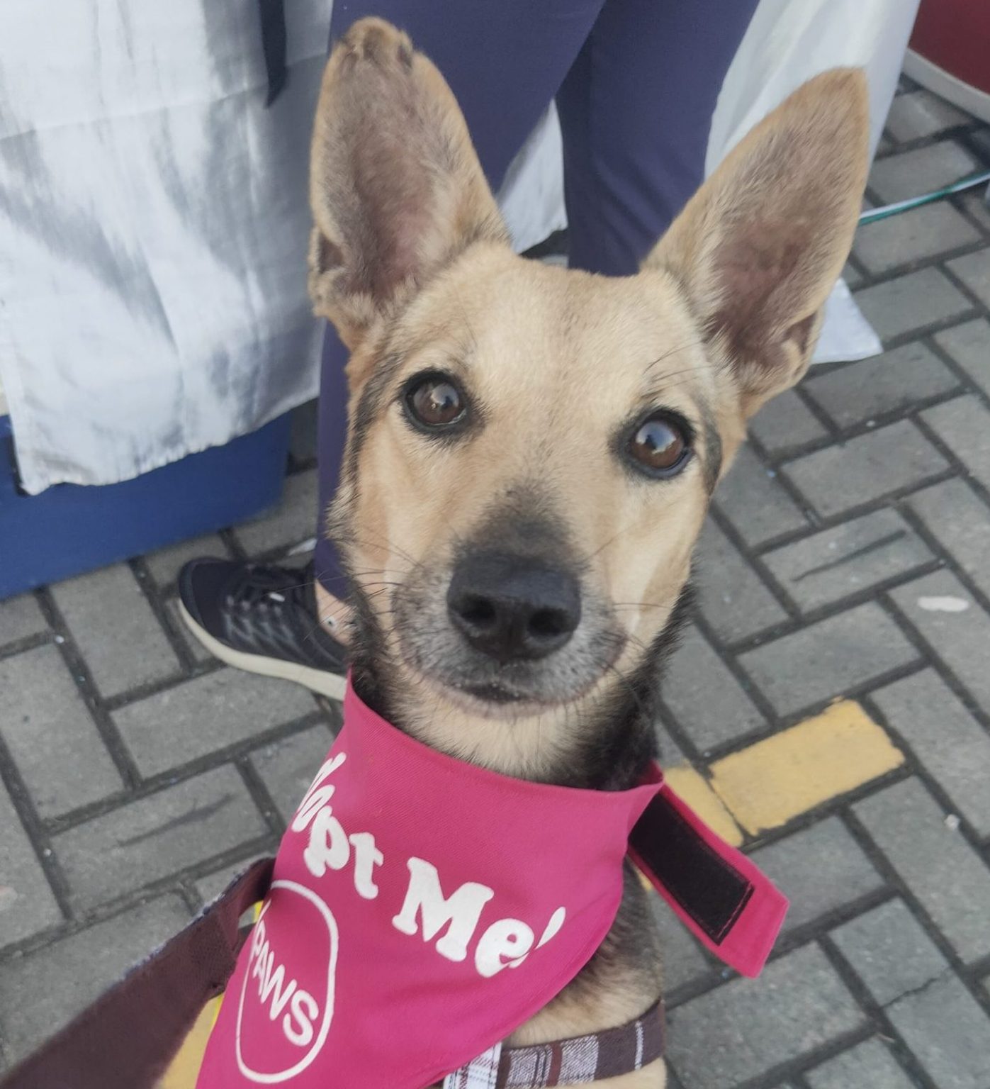 Adopt a Shelter Cat or Shelter Dog from PAWS PARC Manila
